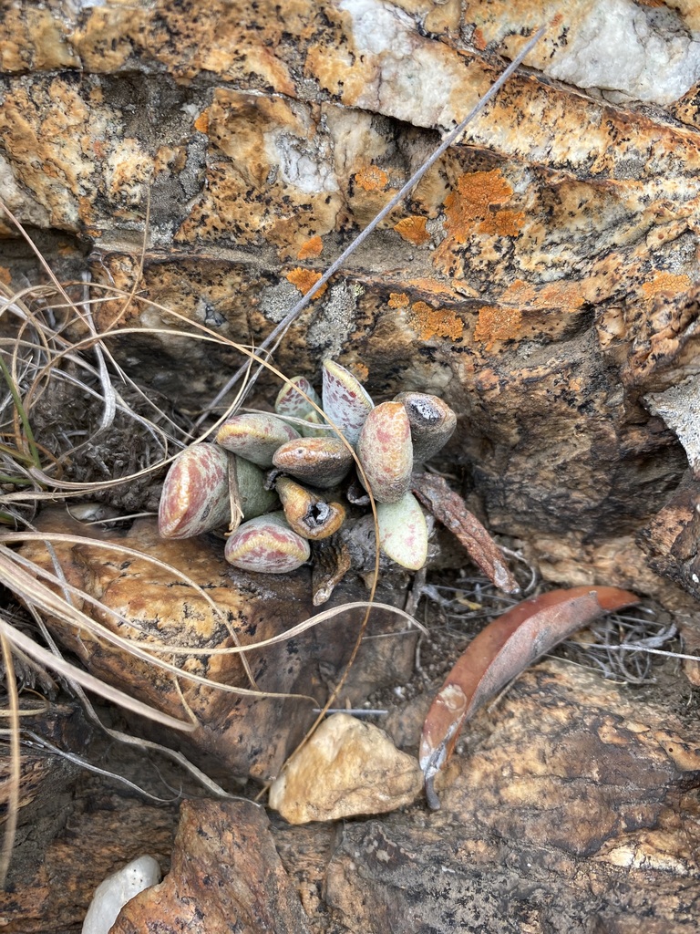 Adromischus umbraticola umbraticola in October 2023 by Carel Fourie ...