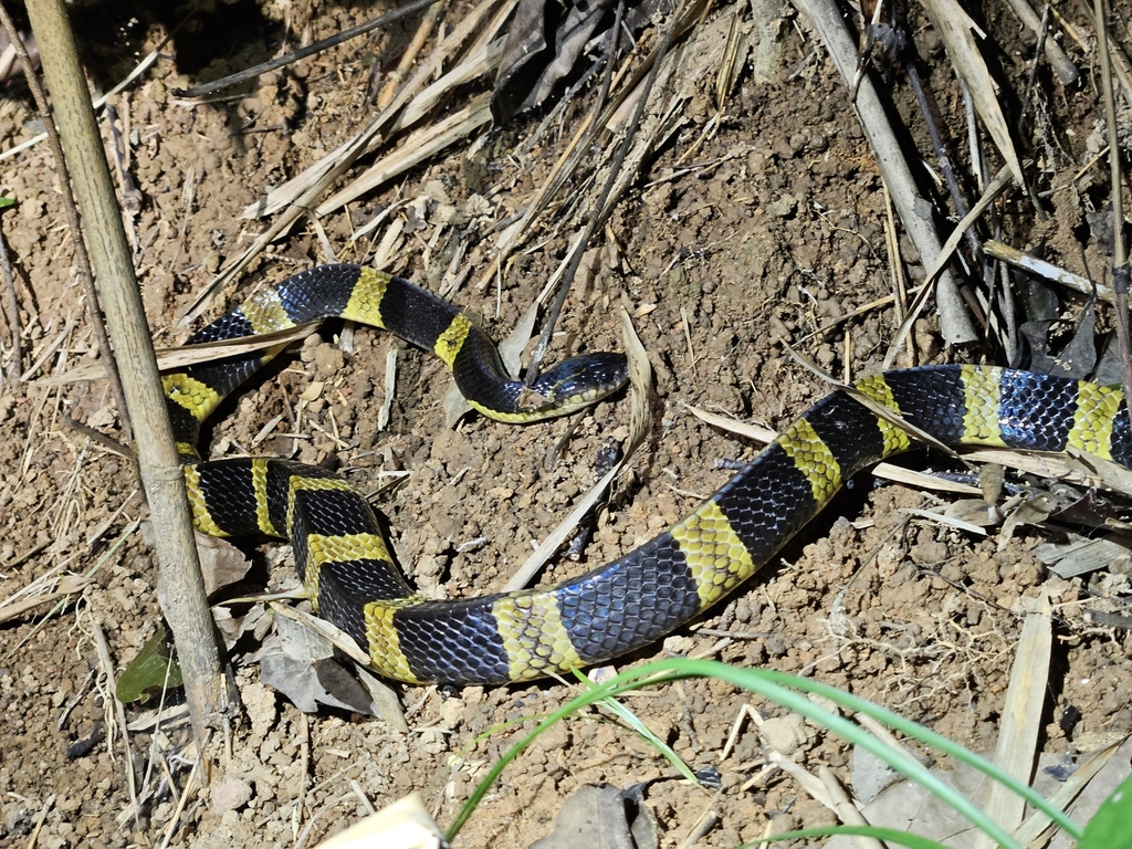 Banded Krait from Hong Kong, Sandy Bay Gap, 薄扶林道 on October 14, 2023 at ...