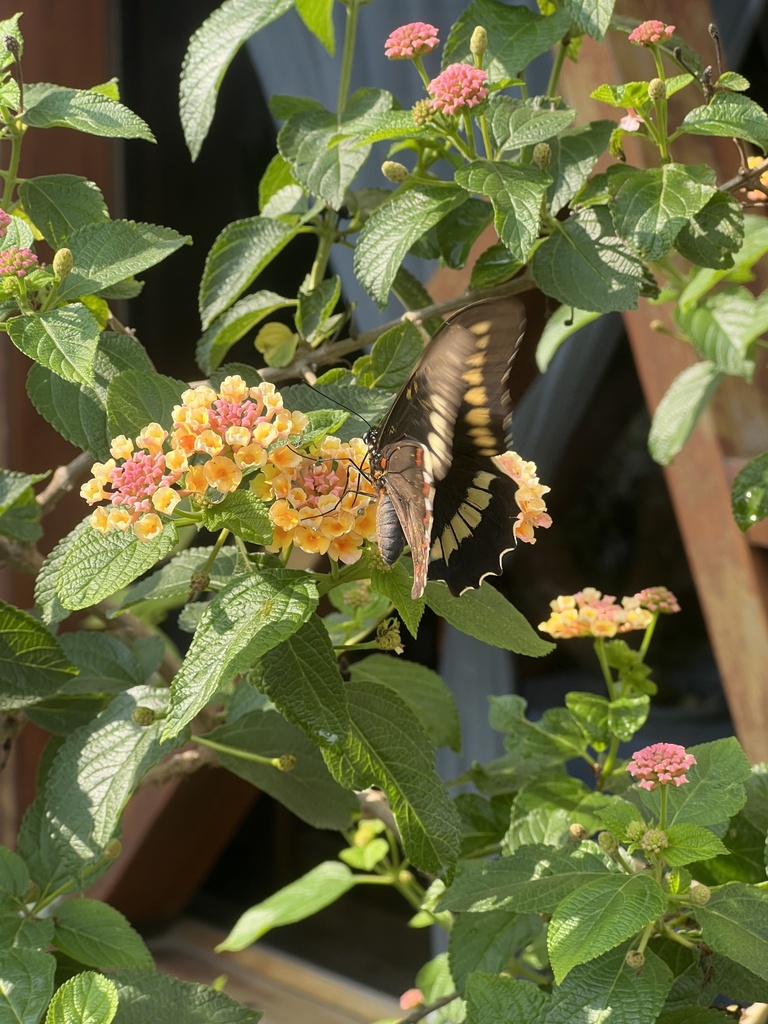 Polydamas Swallowtail from Ilha Grande, Angra Dos Reis, RJ, BR on ...