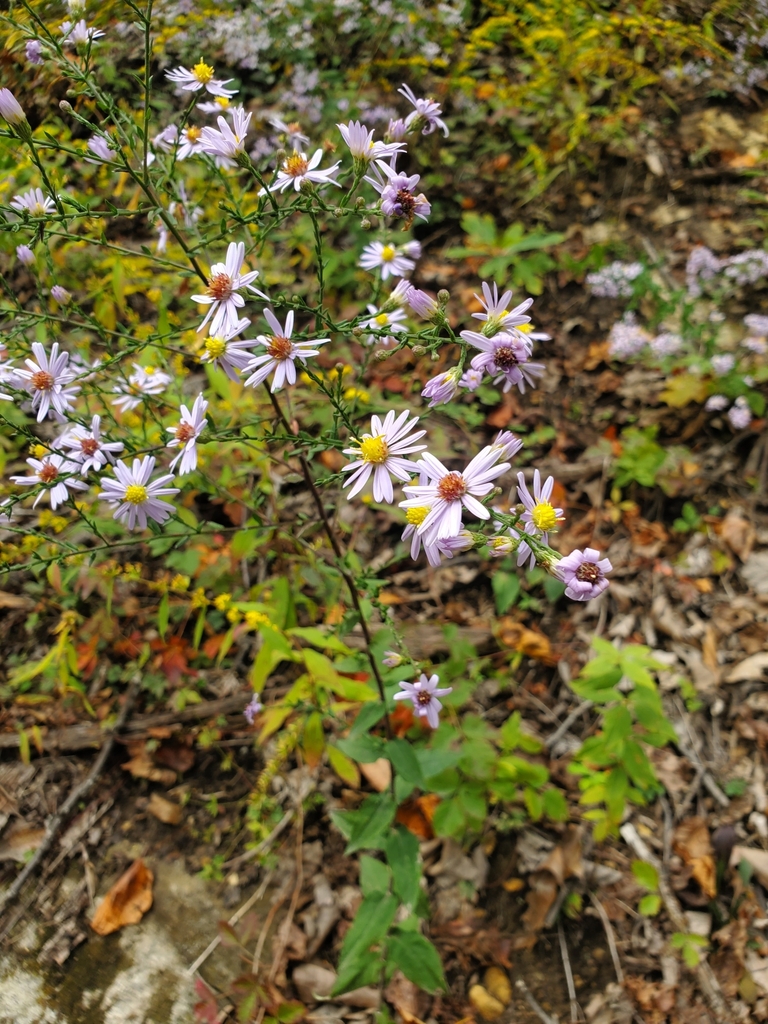 smooth blue aster from Unger, WV 25411, USA on October 16, 2023 at 12: ...