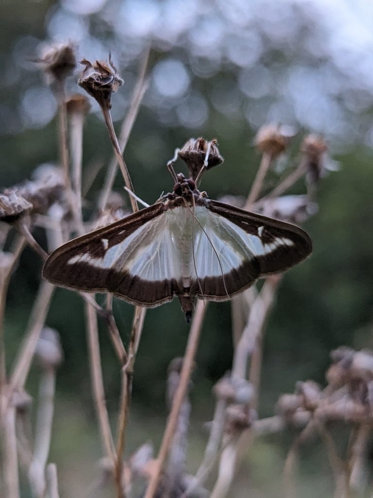 Box Tree Moth from Birmingham B29, UK on October 16, 2023 at 06:09 PM ...