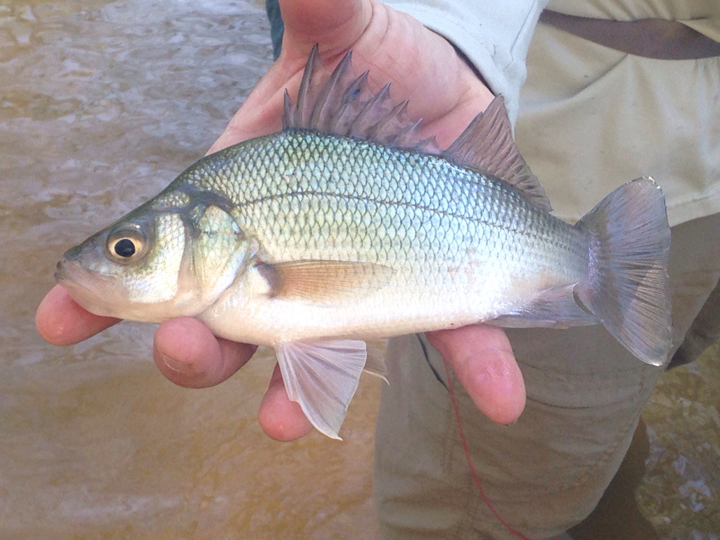 White Perch (Morone americana) - Marine Life Identification