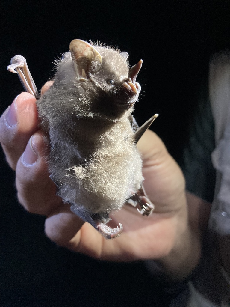 Aztec Fruit-eating Bat from Zapotitlán de Vadillo, Jal., MX on March 27 ...