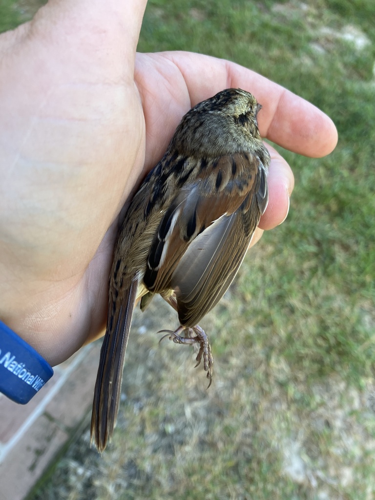 Swamp Sparrow from Holy Redeemer Rd, Lacombe, LA, US on October 16 ...