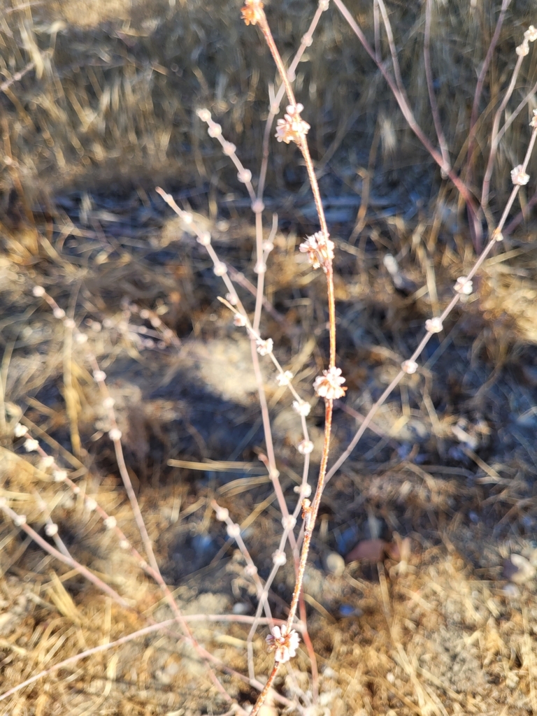 Slender Woolly Buckwheat from Livermore, CA 94550, USA on October 16 ...