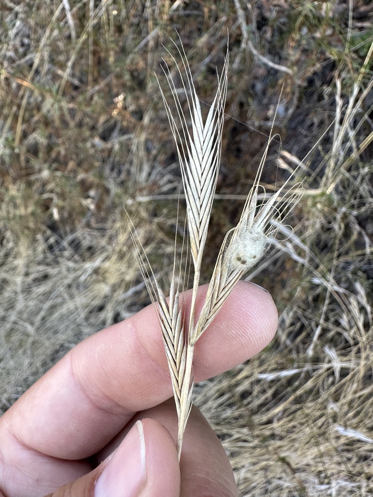 purple false-brome from Mission Trails Regional Park, San Diego, CA, US ...