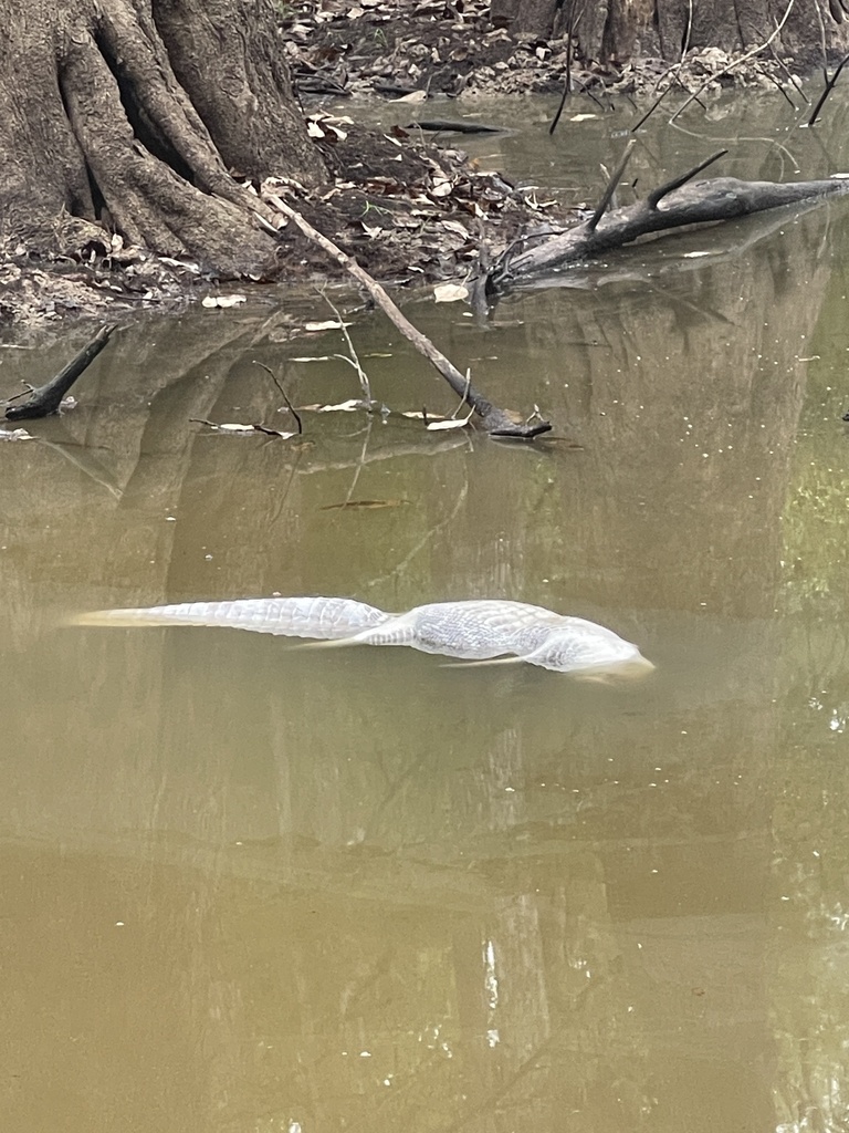 American Alligator from George Lake, Carriere, MS, US on October 11 ...