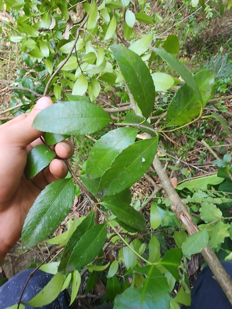 gum vine from West Pennant Hills NSW 2125, Australia on October 16 ...