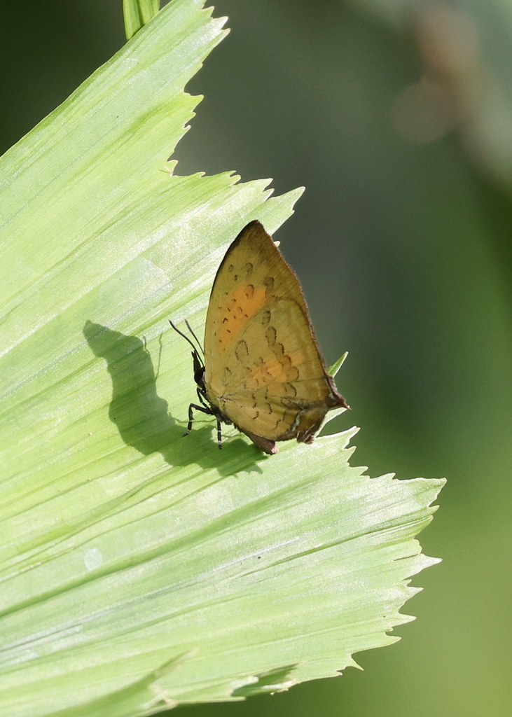 Branded Yamfly from Bukit Fraser, 49000 Bukit Fraser, Pahang, Malaysia ...