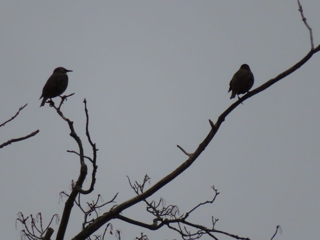 European Starling from Port Elgin, ON N0H 2C4, Canada on October 16 ...