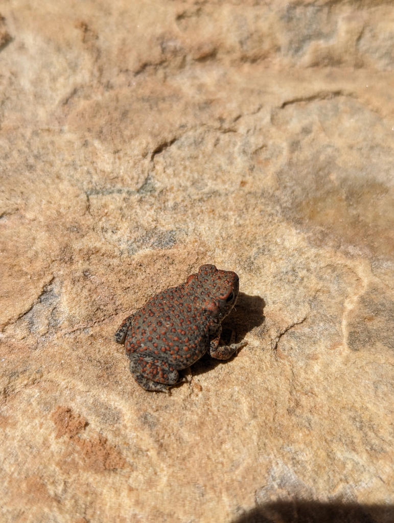Red-spotted Toad from San Juan County, UT, USA on October 12, 2023 at ...