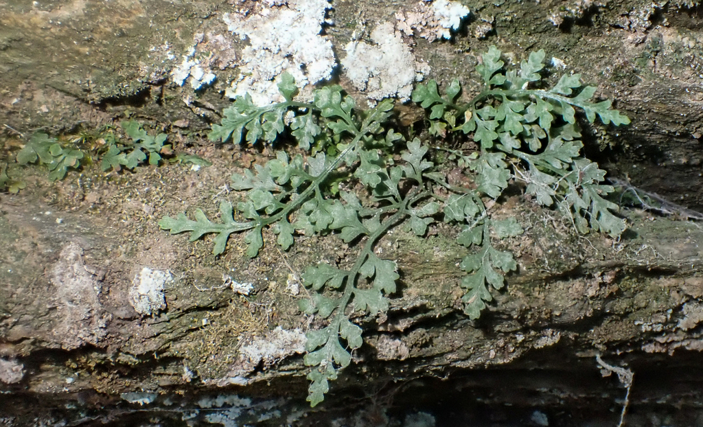 mountain spleenwort from York County, PA, USA on September 22, 2023 at ...