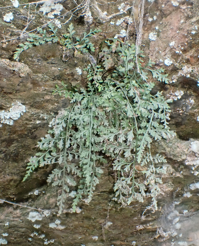 mountain spleenwort from York County, PA, USA on September 22, 2023 at ...