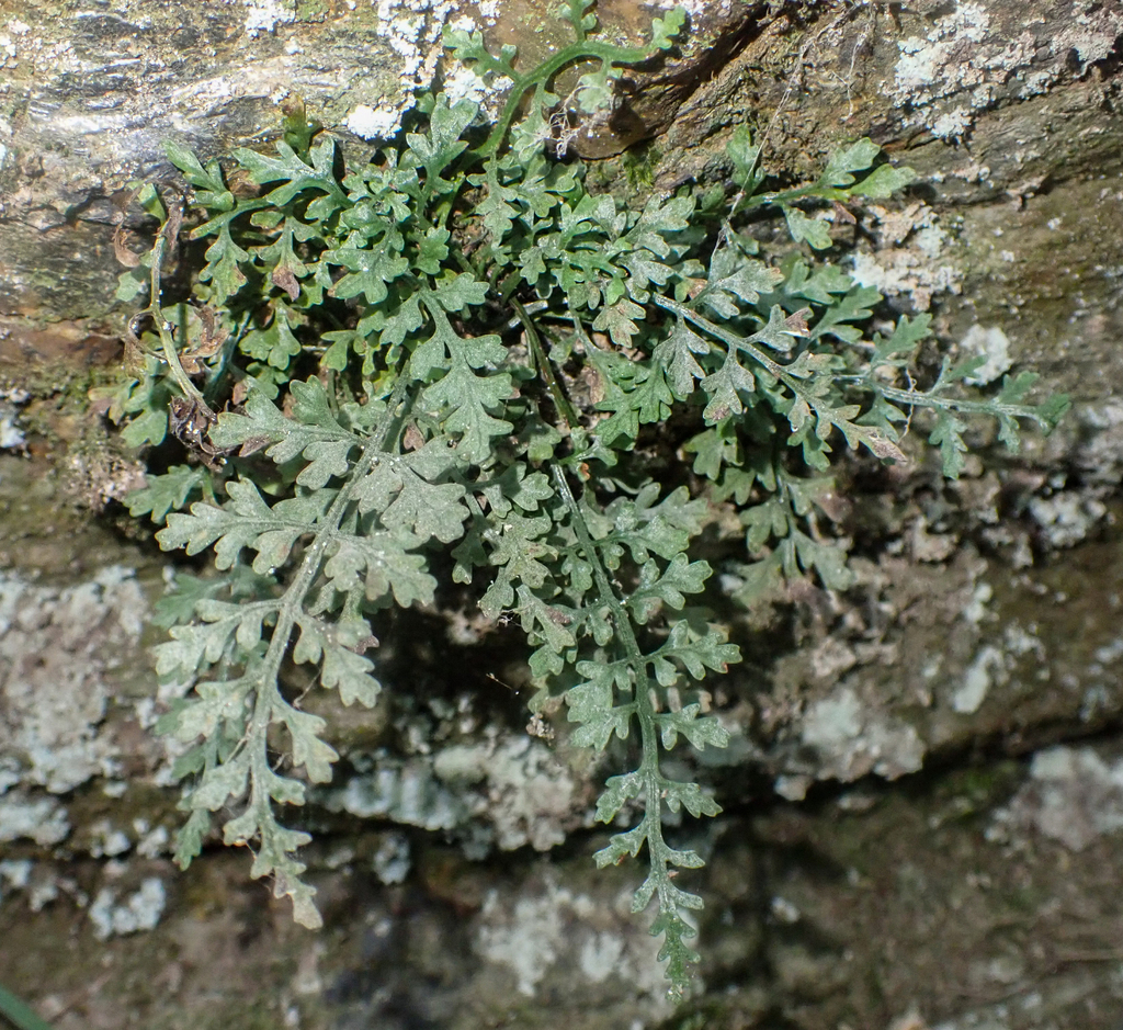 mountain spleenwort from York County, PA, USA on September 22, 2023 at ...