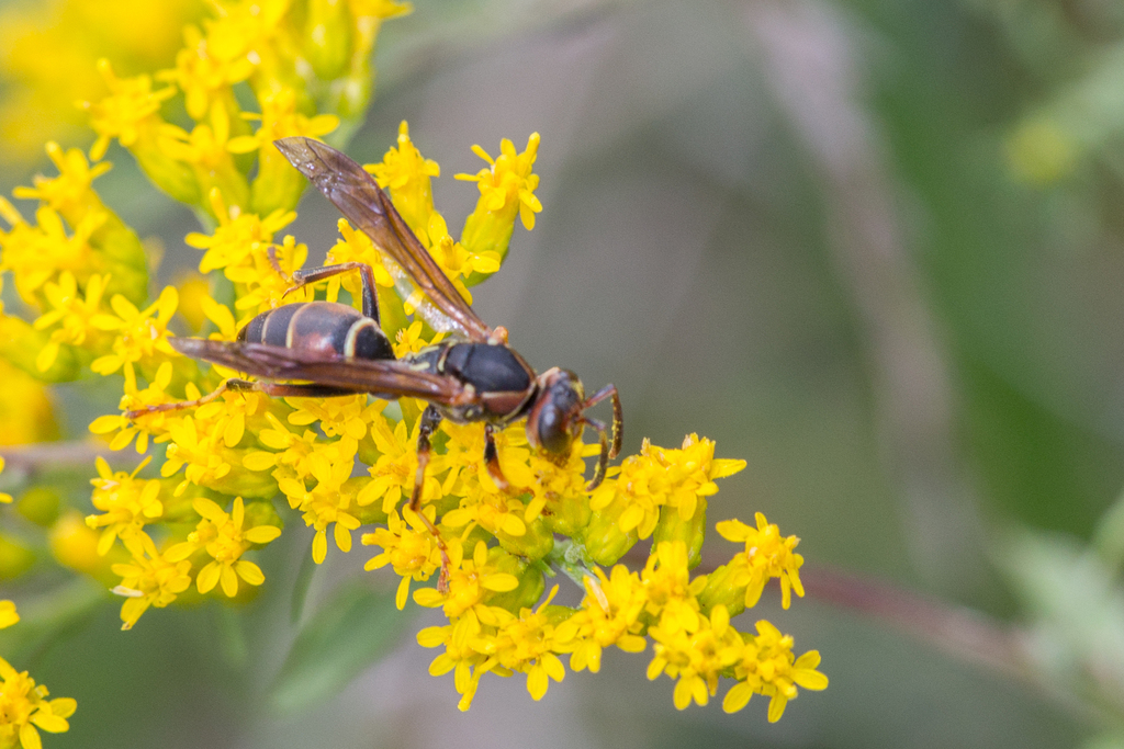 Dark Paper Wasp from Chester County, PA, USA on September 22, 2023 at ...