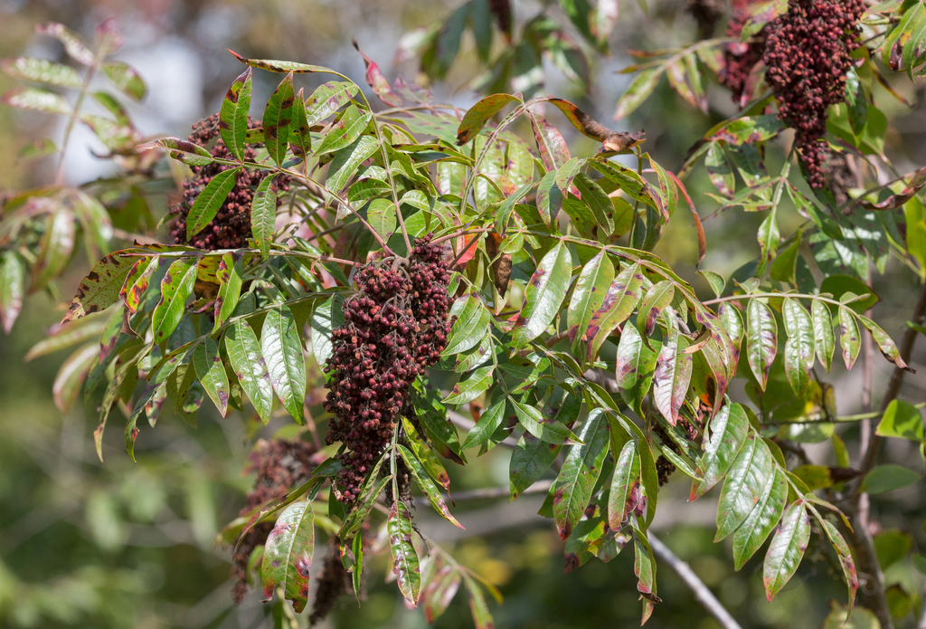 shining sumac from Chester County, PA, USA on September 22, 2023 at 12: ...