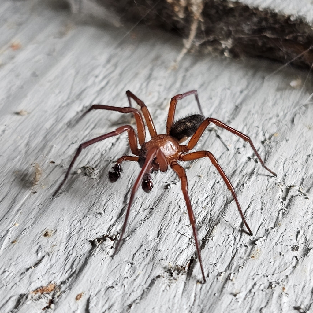 Callobius severus from Lacey, WA 98503, USA on October 16, 2023 at 11: ...