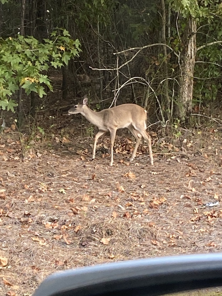 White-tailed Deer from Buford Dr, Lawrenceville, GA, US on October 10 ...