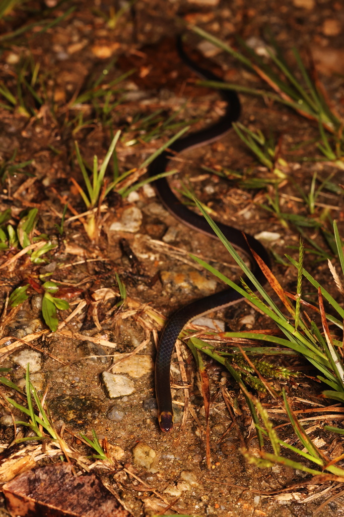 Variable Reed Snake from Bukit Fraser, 49000 Bukit Fraser, Pahang ...