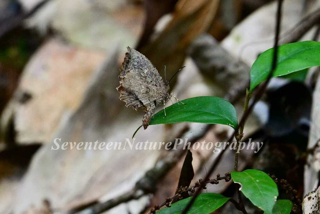 Crenelate Darkwing from 中国福建省南平市建阳区 on October 3, 2023 at 12:54 PM by ...