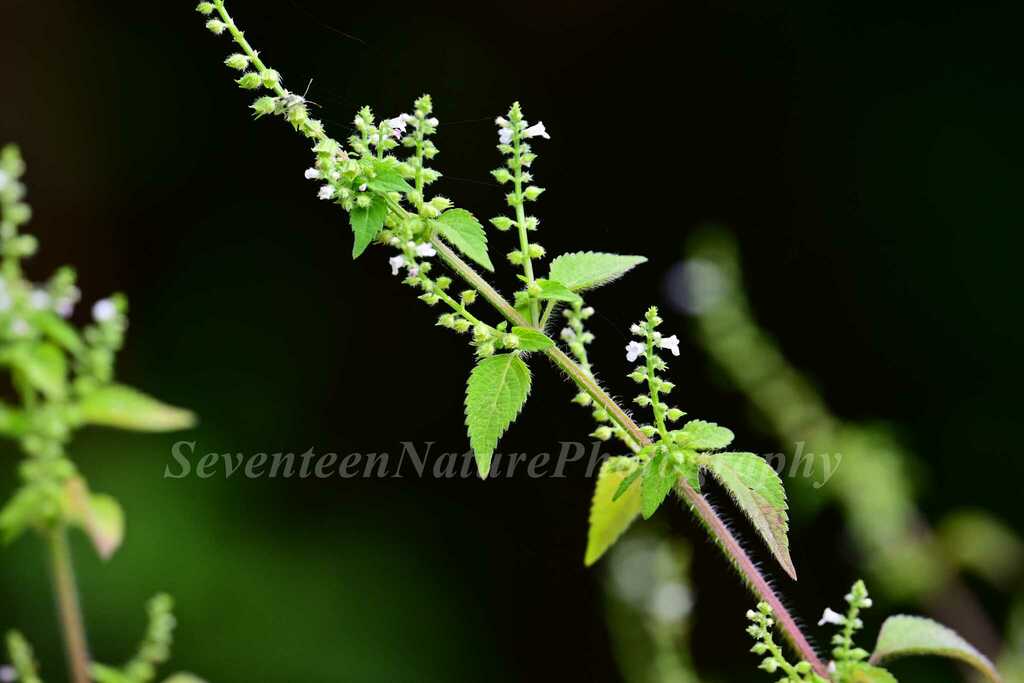 Mosla scabra from 中国福建省南平市建阳区 on October 3, 2023 at 02:32 PM by 石柒 ...