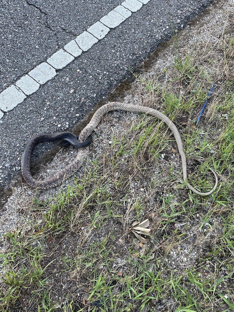 Coachwhip in June 2022 by Chris Proper · iNaturalist