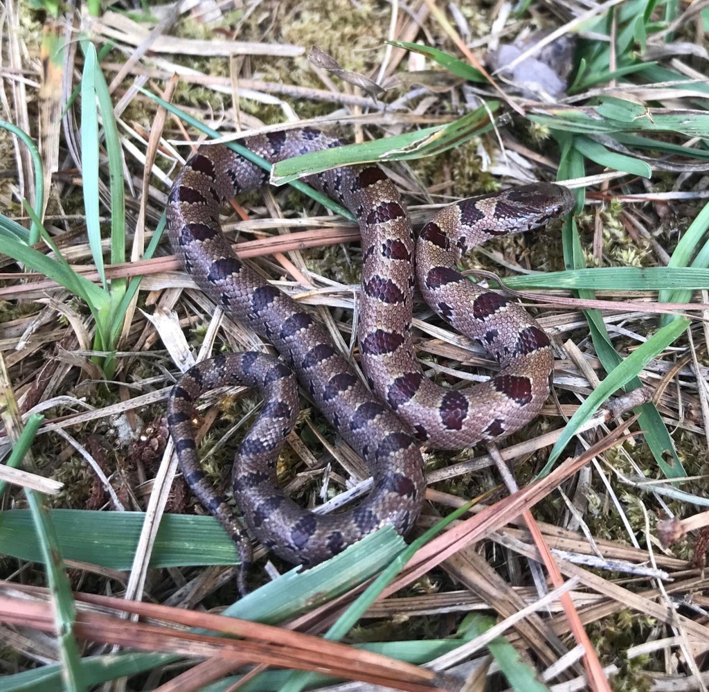 Mole Kingsnake in August 2022 by Chris Proper · iNaturalist