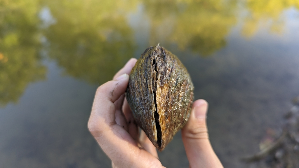 Fatmucket from Fields Creek Township, MO 64735, USA on October 16, 2023 ...