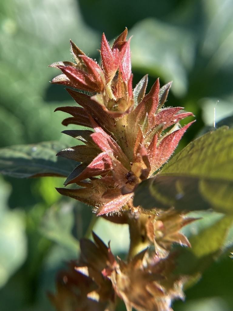 common copperleaf from 44th Ave S, Minneapolis, MN, US on October 15 ...