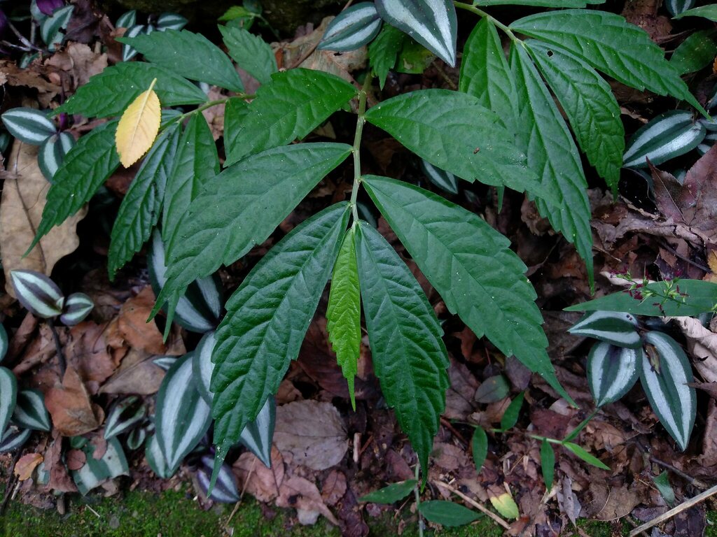 Large lineolate Elatostema from 546台灣南投縣仁愛鄉 on October 15, 2023 at 11: ...