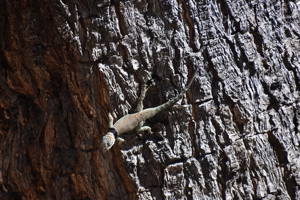 Minor Lizard from San Luis Potosí, San Luis Potosi, Mexico on October ...