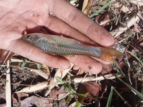 Yellow Rasbora (Rasbora lateristriata) · iNaturalist United Kingdom