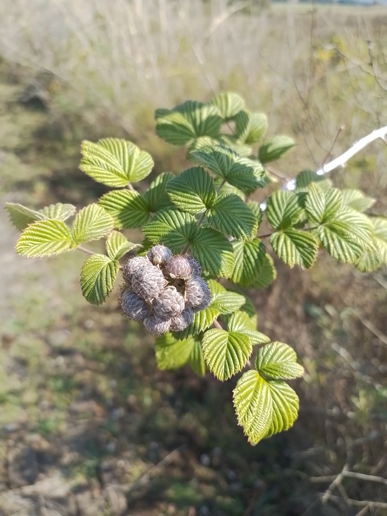 Ceylon Raspberry from Thaba Chweu Local Municipality, South Africa on ...