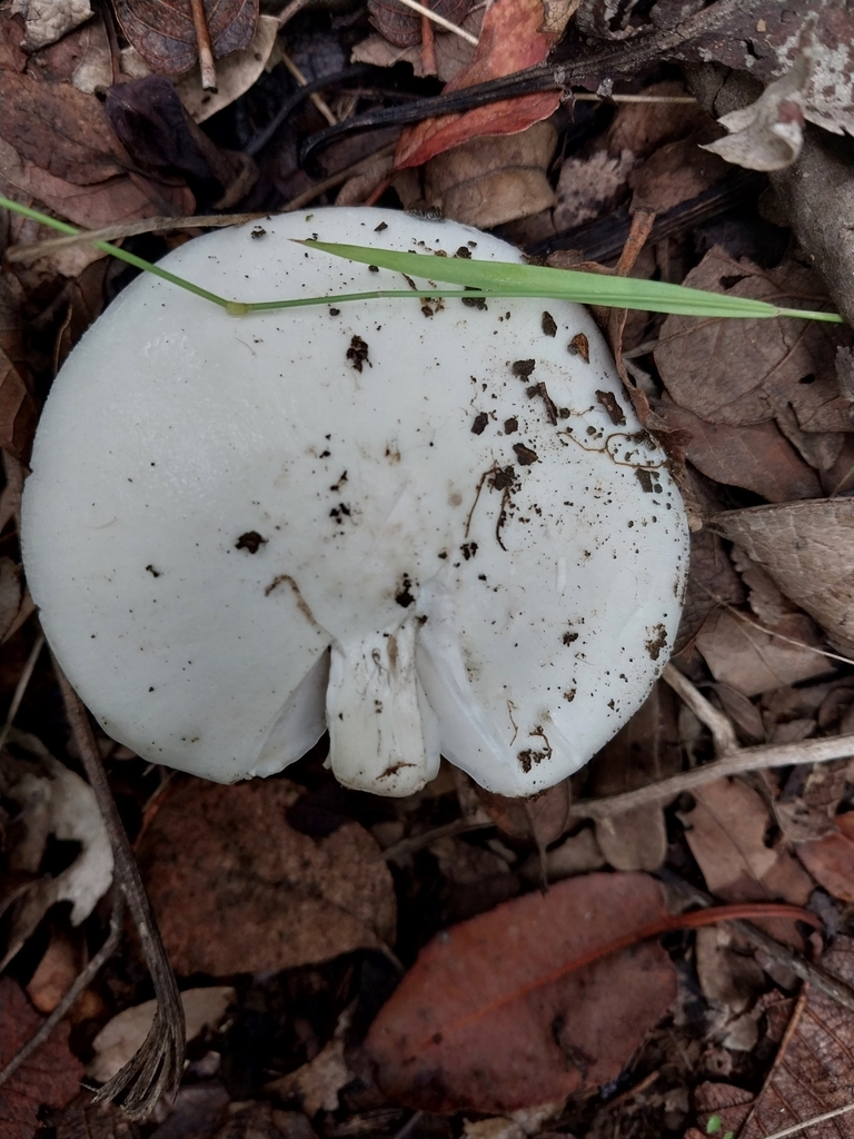 Western Destroying Angel from San Andrés Totoltepec, 14460 Ciudad de ...