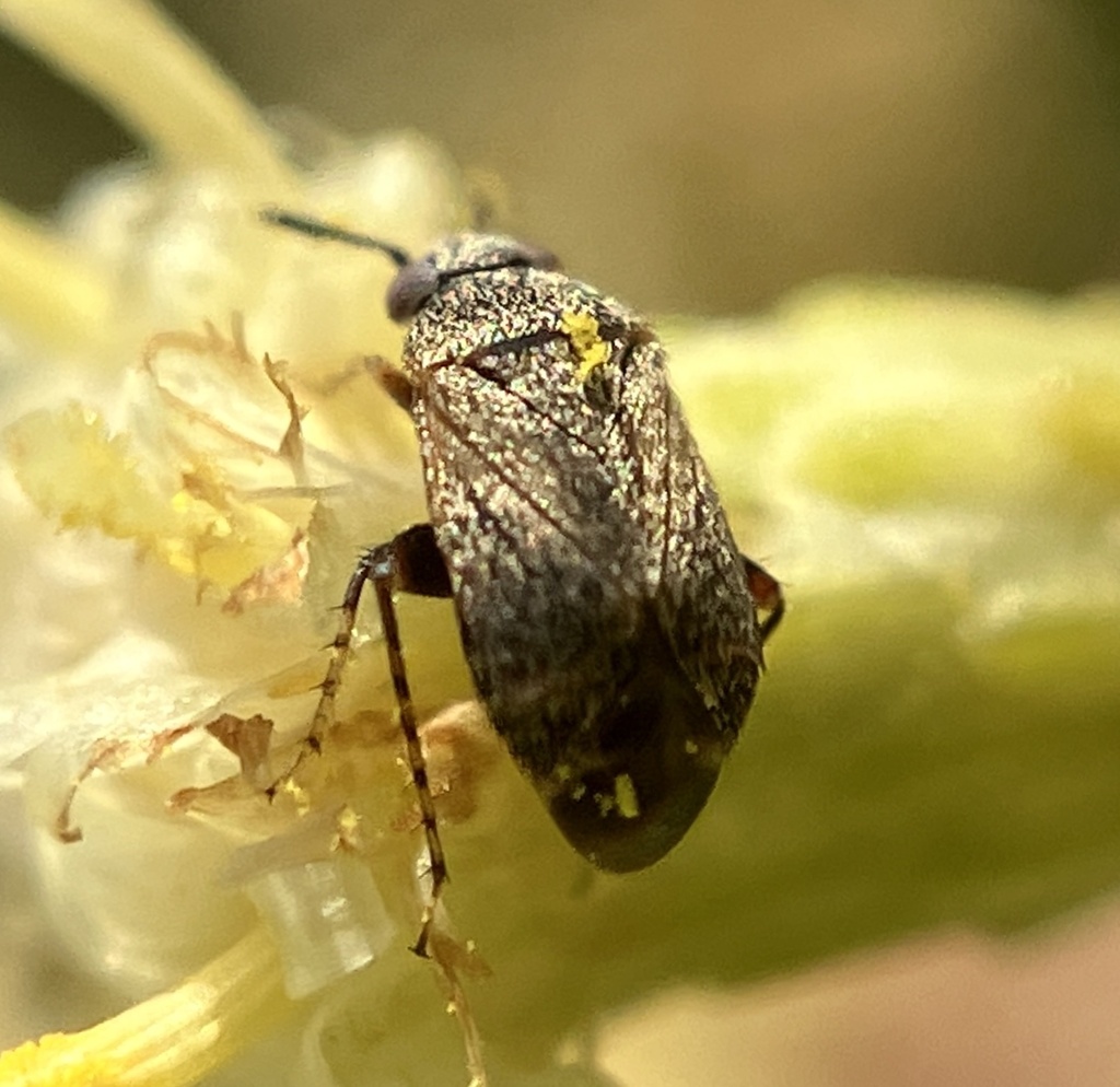 Western Plant Bug from Mission Trails Regional Park, San Diego, CA, US ...