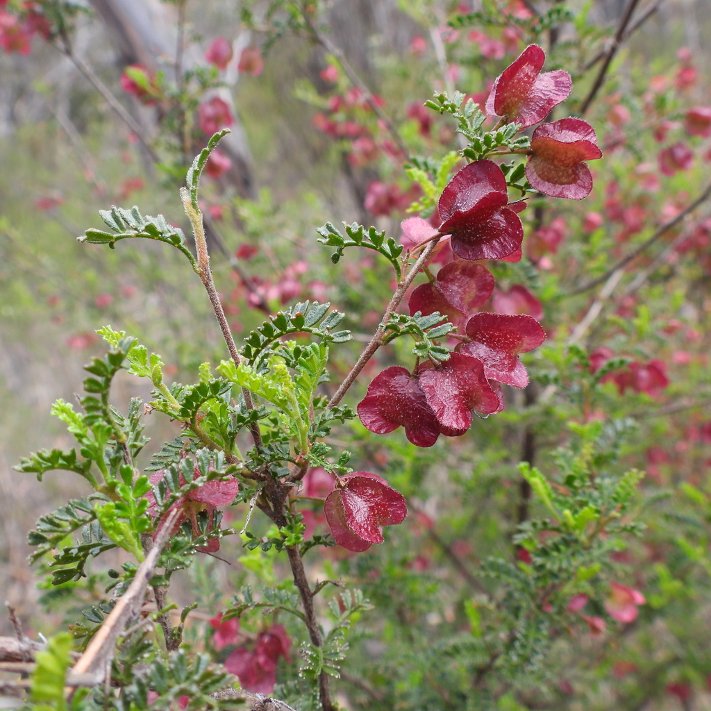 Dodonaea boroniifolia from Peel NSW 2795, Australia on October 17, 2023 ...