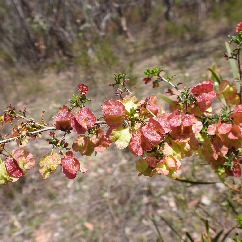 Dodonaea boroniifolia from Peel NSW 2795, Australia on October 17, 2023 ...