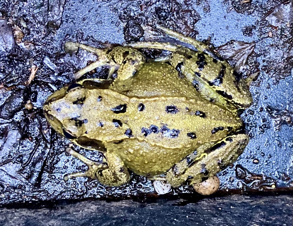 European Common Frog from Westerton Road, Aberdeen, Scotland, GB on ...