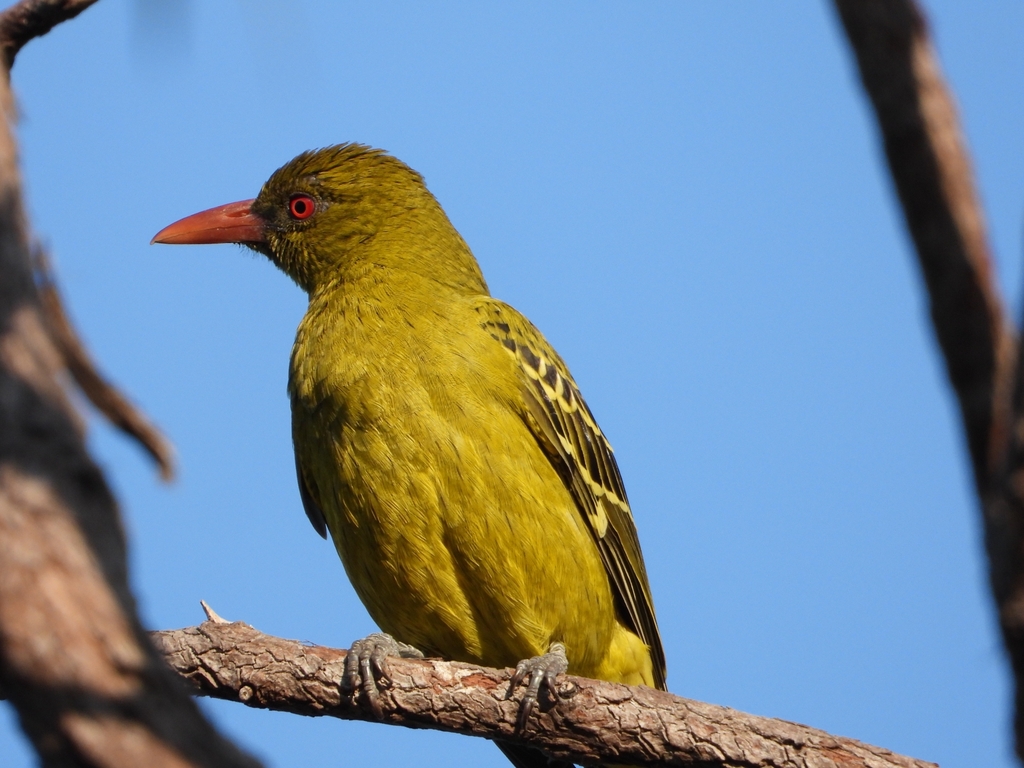 Green Oriole from Lee Point NT 0810, Australia on August 6, 2023 at 06: ...