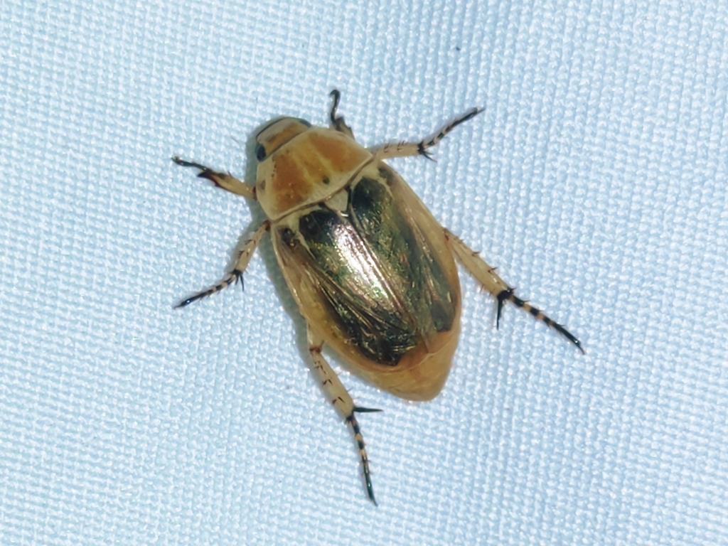 Anomala nigripes in October 2023 by 九天 · iNaturalist