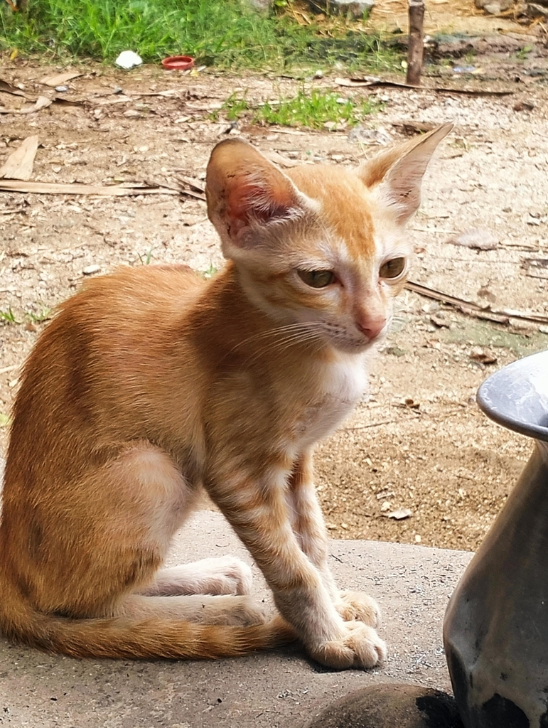 Domestic Cat from 15, Maruthi Nagar, Netaji Nagar, Chromepet, Chennai ...