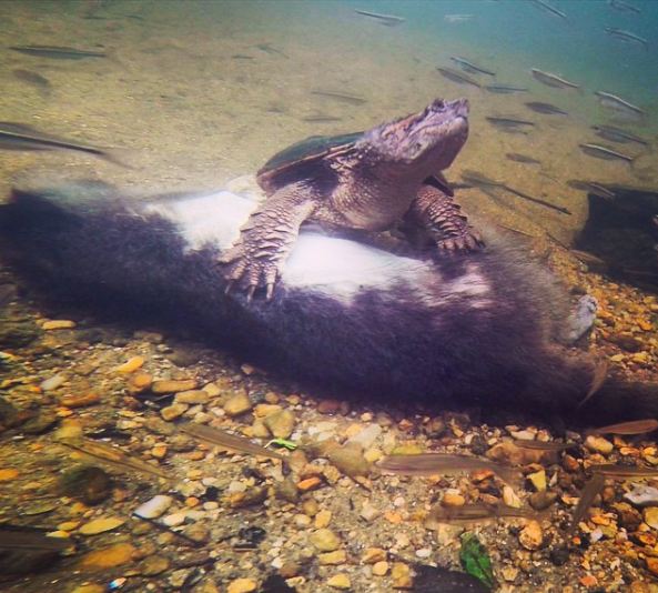 Common Snapping Turtle from Newark, DE, USA on June 25, 2015 by Shane ...