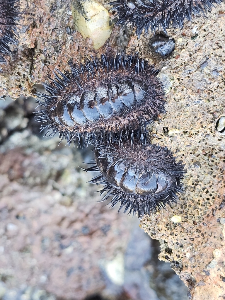 Acanthopleura spinosa from City of Karratha, WA, Australia on October ...
