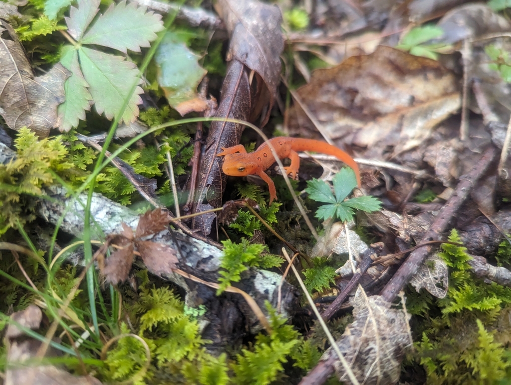 Red-spotted Newt from Millboro, VA 24460, USA on October 14, 2023 at 03 ...