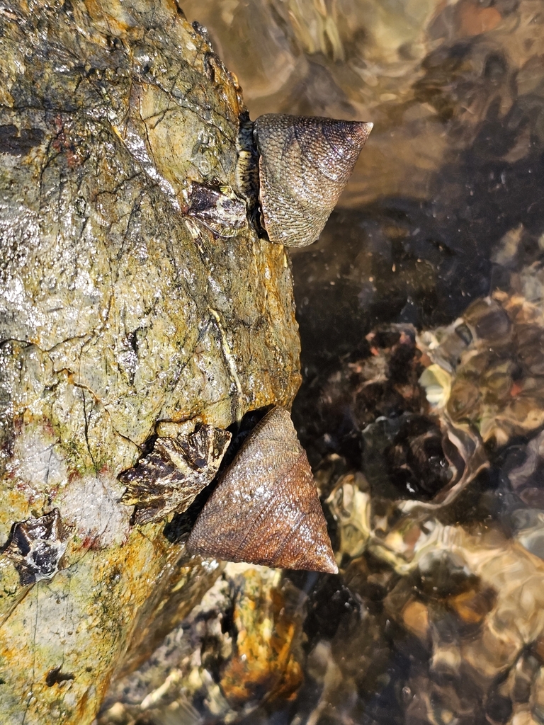 Trochus hanleyanus from City of Karratha, WA, Australia on October 17 ...