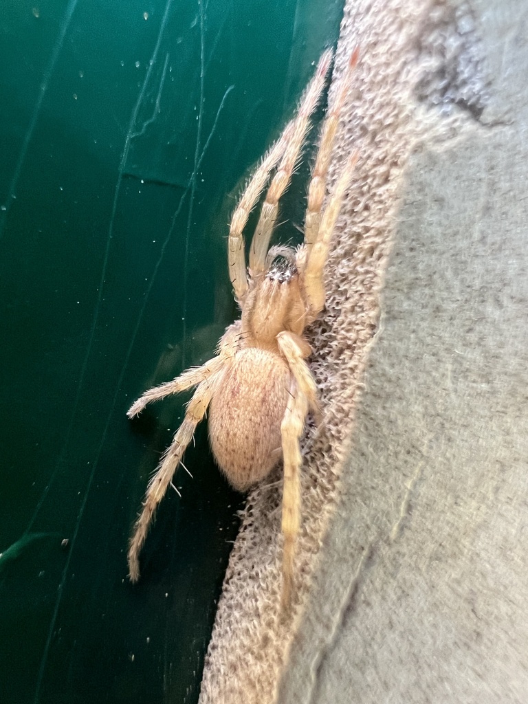 garden ghost spider from CR-88, Minneapolis, MN, US on October 16, 2023 ...