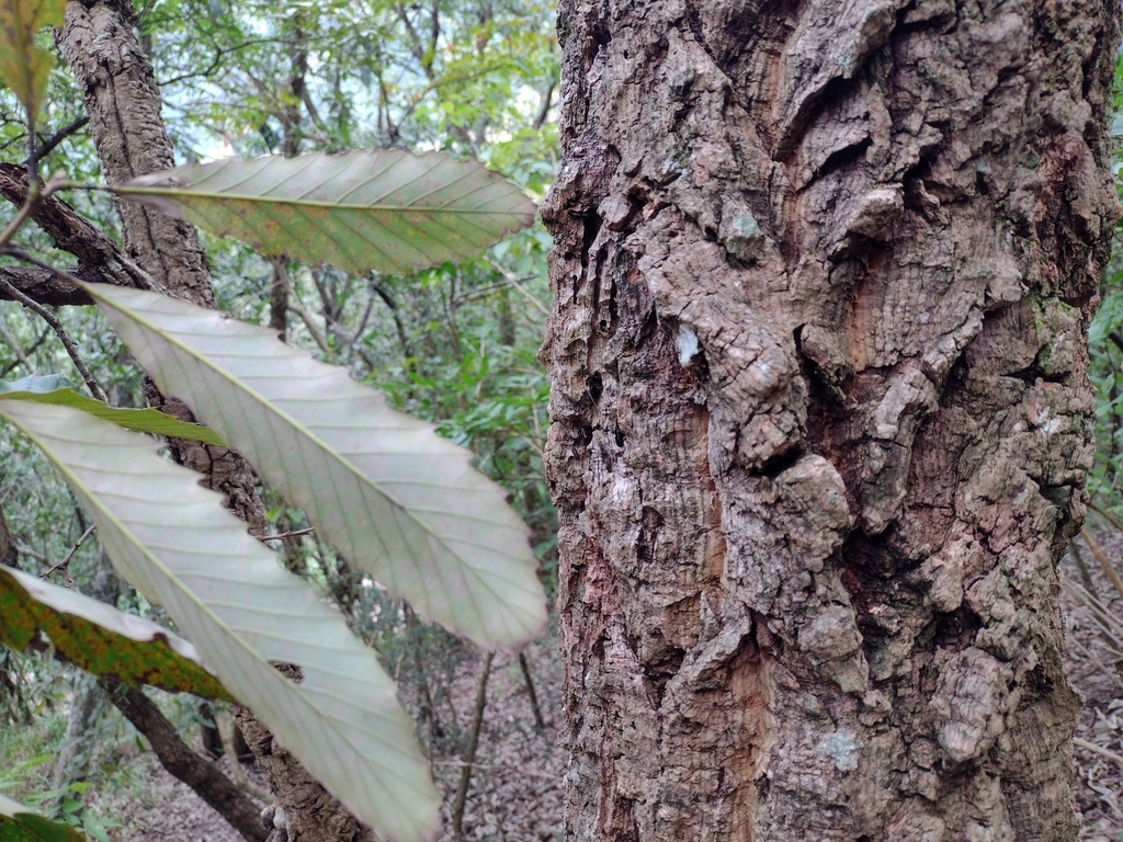 Chinese cork oak from 546, Taiwan, 南投縣仁愛鄉精英村 on October 17, 2023 at 01: ...