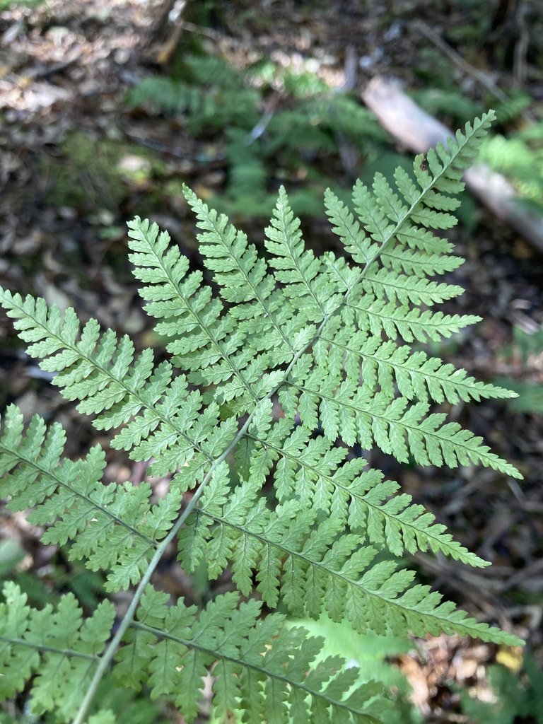 intermediate wood fern from Kings, CA-NS, CA on October 10, 2023 at 01: ...