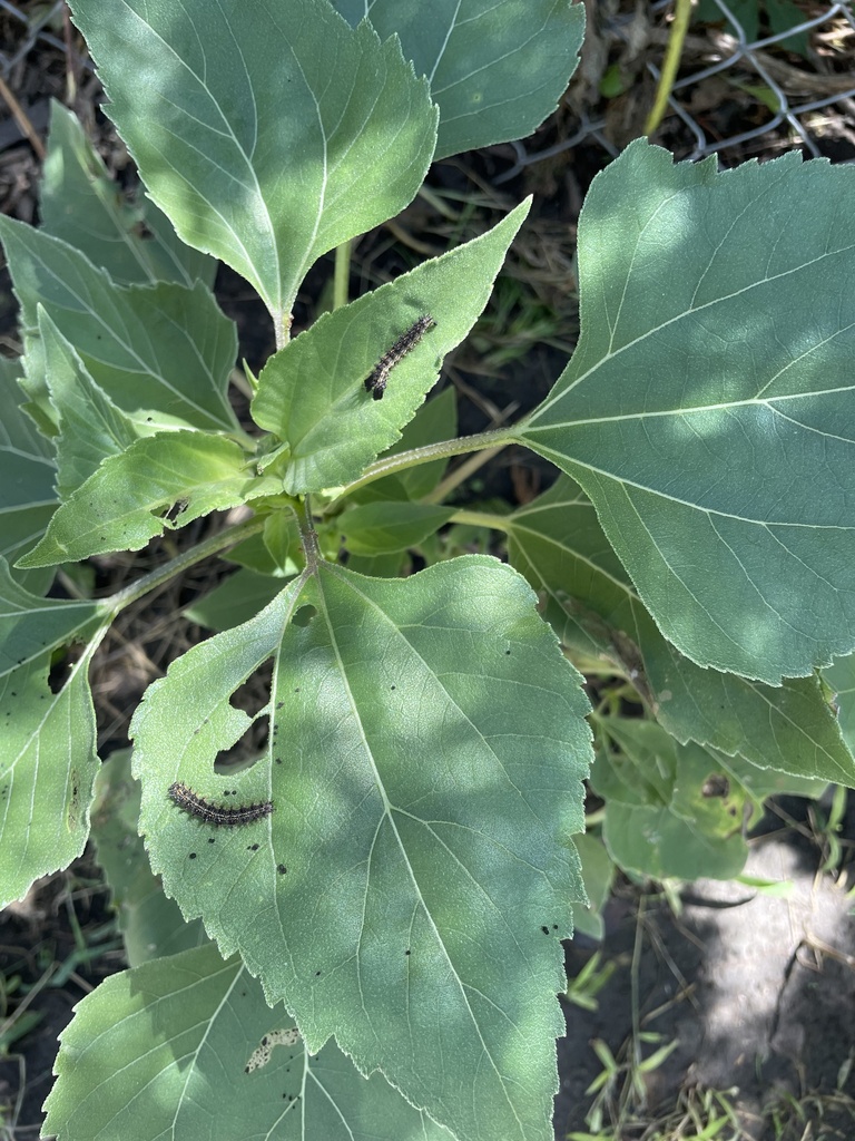 Bordered Patch in August 2023 by Kelsea Flynn. Caterpillars feeding on ...