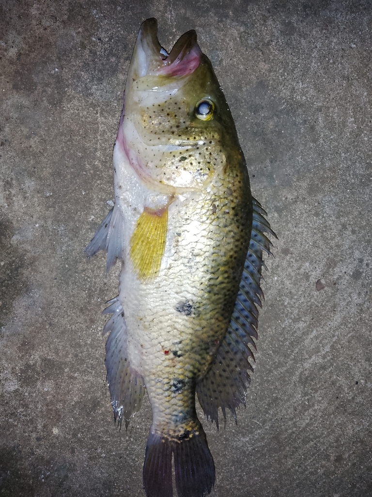 Bay Snook from San Andrés, GT-PE, GT on October 7, 2023 at 05:54 PM by ...